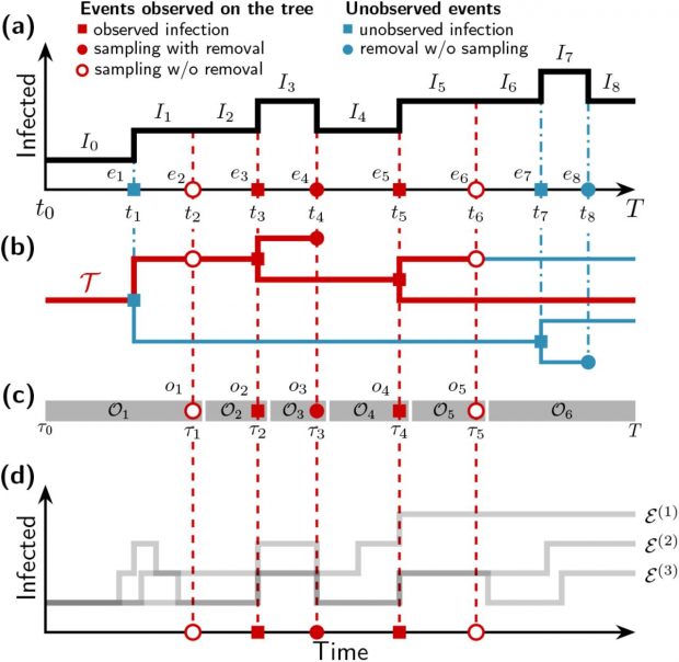 Graphical display of outbreaks: Transmission trees | Science Surf